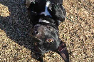 Texoma Tails – January 2026